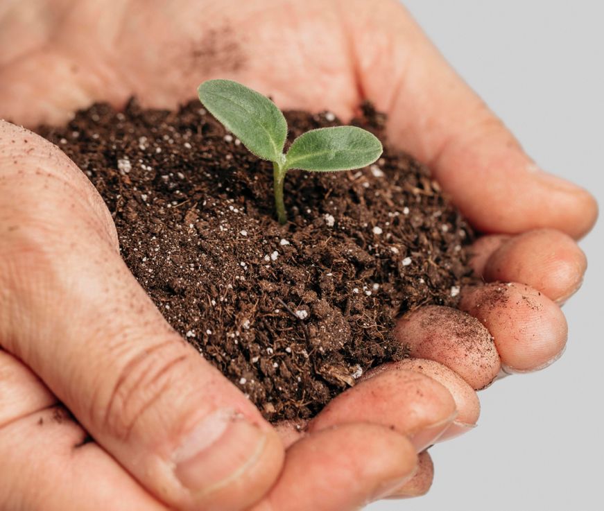 Plant a Tree – Seed Org PH