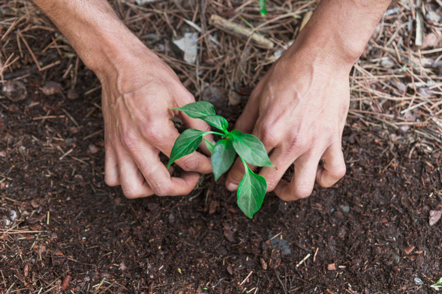 Seed Org PH